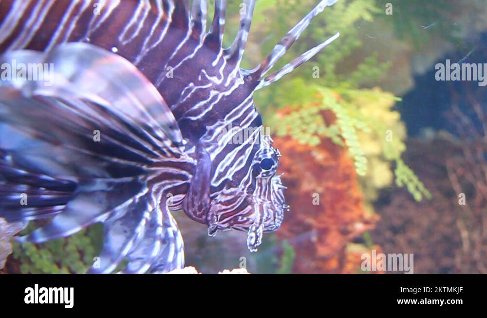 Sea beast Stock Videos & Footage - HD and 4K Video Clips - Alamy