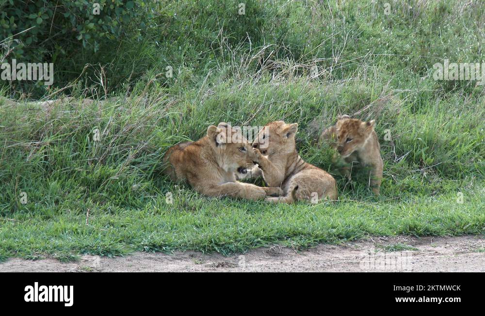 Lion cubs panthera leo Stock Videos & Footage - HD and 4K Video Clips ...