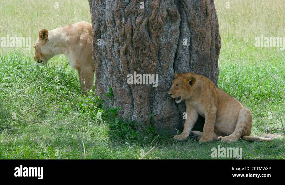 LION CUB SHADE LIONESS MAASAI MARA KENYA AFRICA Stock Video Footage - Alamy