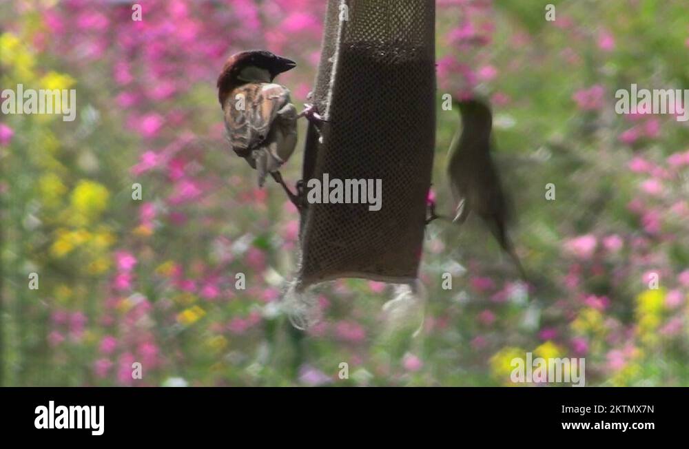 Tussle with Stock Videos & Footage - HD and 4K Video Clips - Alamy