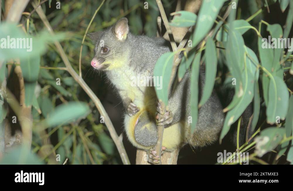 Joey possum Stock Videos & Footage - HD and 4K Video Clips - Alamy
