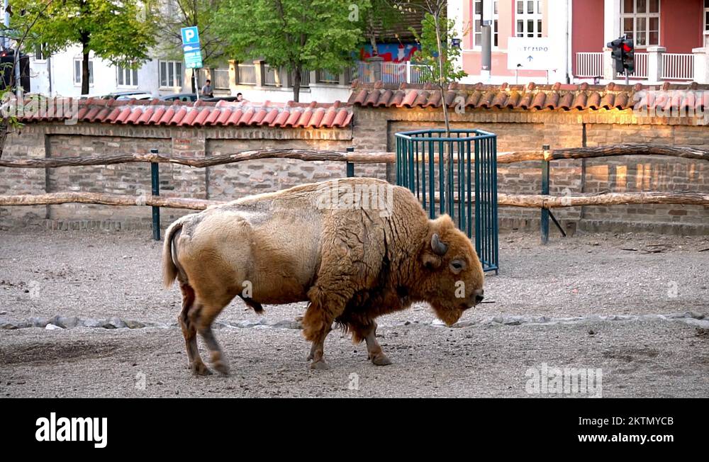 Zoo farm Stock Videos & Footage - HD and 4K Video Clips - Alamy