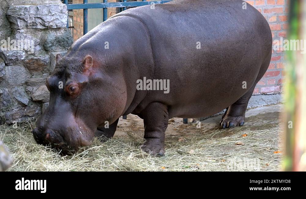Prehistoric hippo Stock Videos & Footage - HD and 4K Video Clips - Alamy
