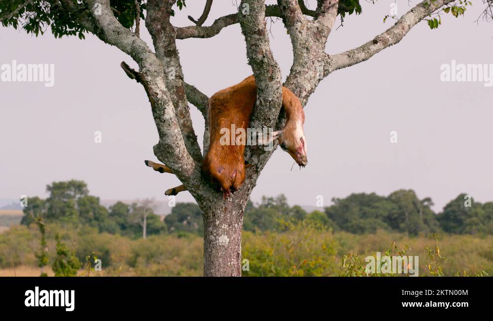 Leopard And Impala Kill Stock Videos And Footage Hd And 4k Video Clips Alamy