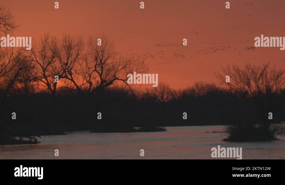 Migration series Stock Videos & Footage - HD and 4K Video Clips - Alamy