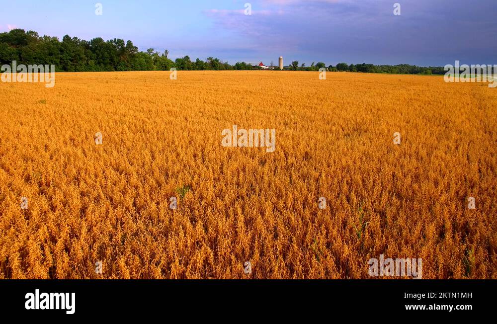 Golden fields of grain Stock Videos & Footage - HD and 4K Video Clips ...
