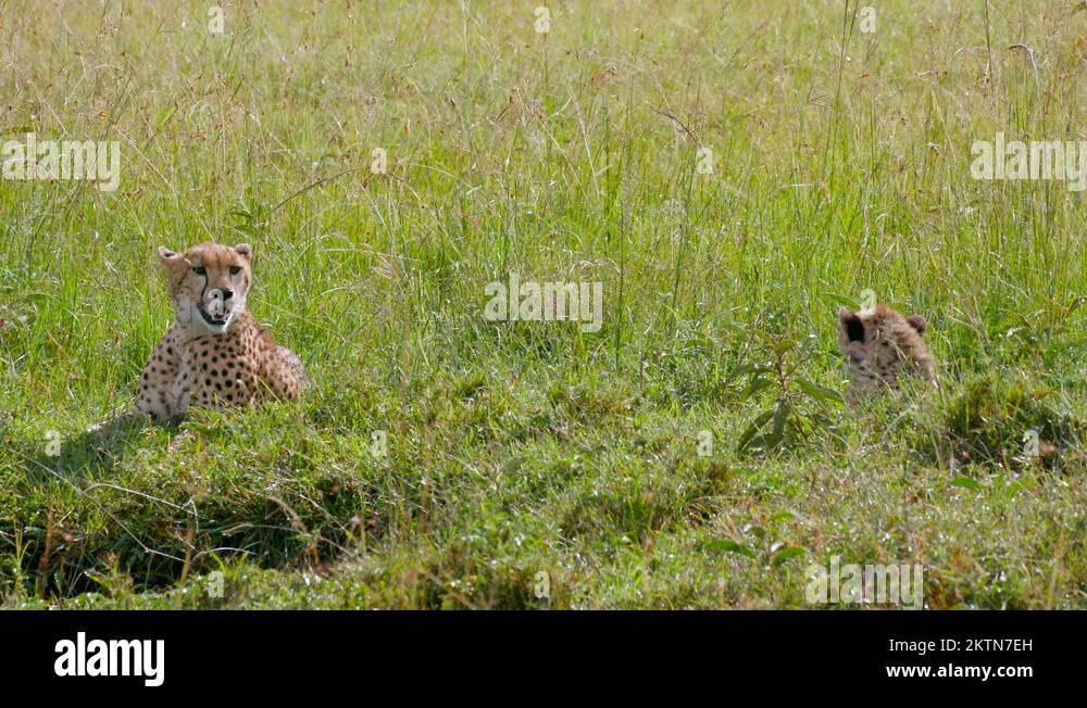 FEMALE CHEETAH CUB MAASAI MARA KENYA AFRICA Stock Video Footage - Alamy