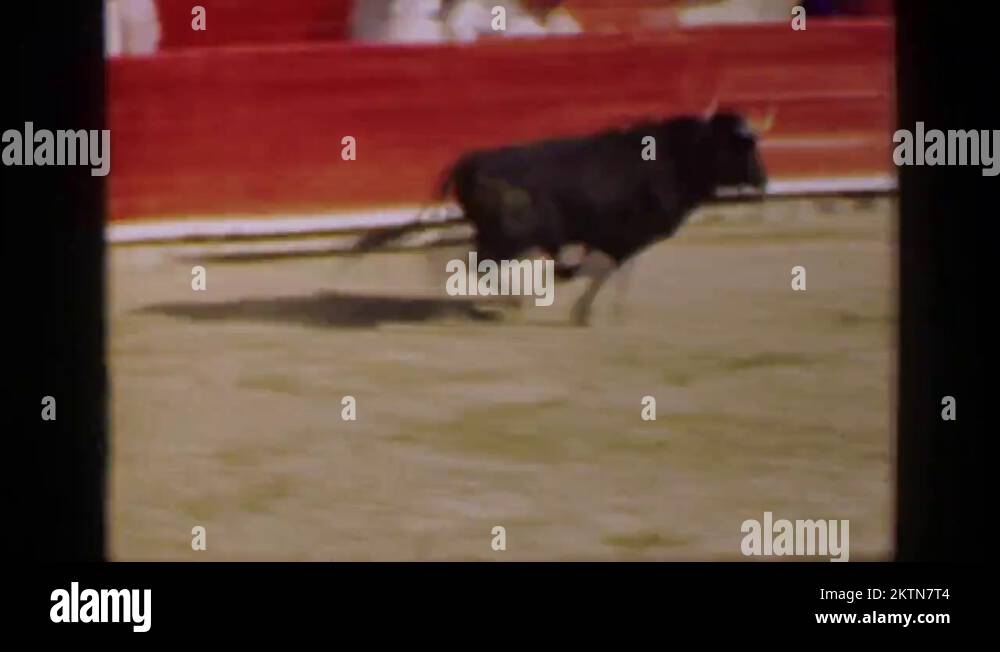 1948: Bull animal charging man behind wall rodeo bullfighting stadium ...