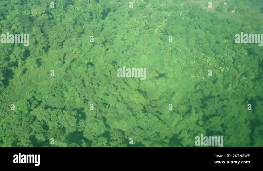 Jungle shadow Stock Videos & Footage - HD and 4K Video Clips - Alamy