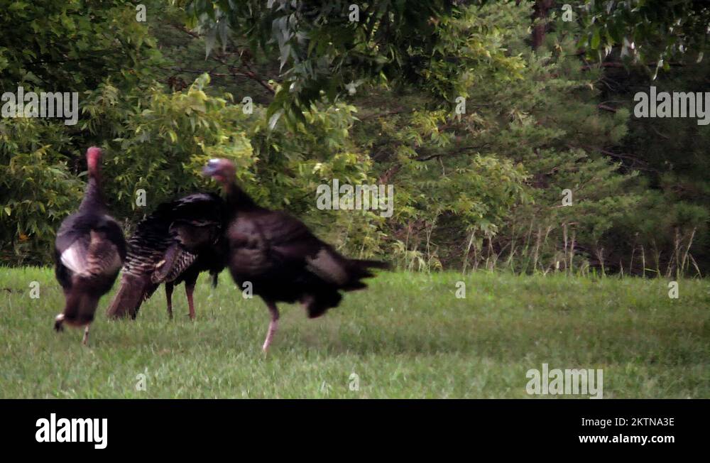 Turkeys dance Stock Videos & Footage - HD and 4K Video Clips - Alamy