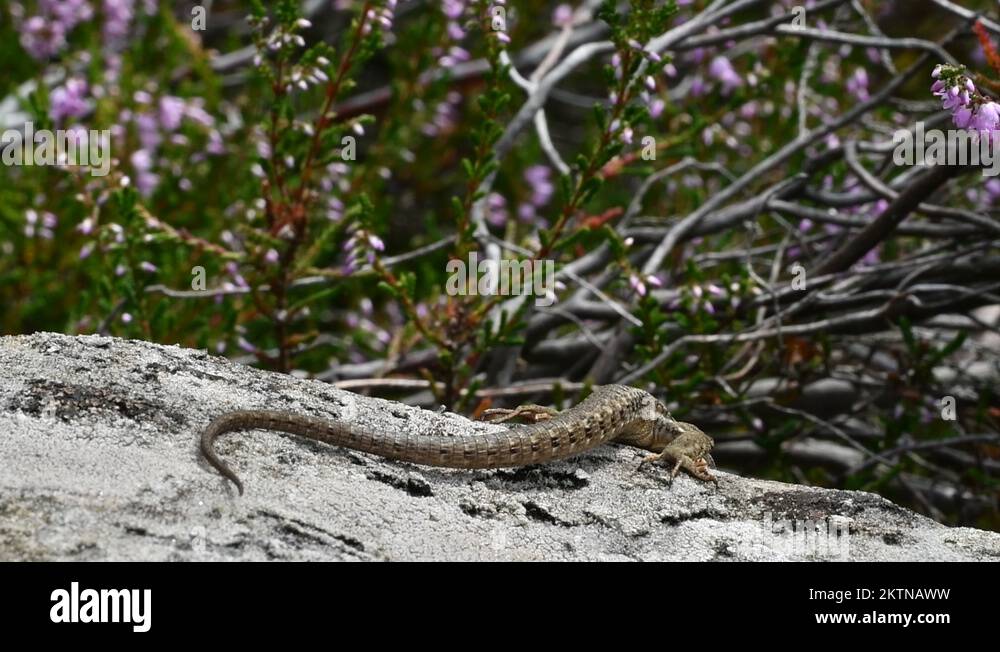 Common wall lizard (Podarcis muralis) basking in the sun and running ...