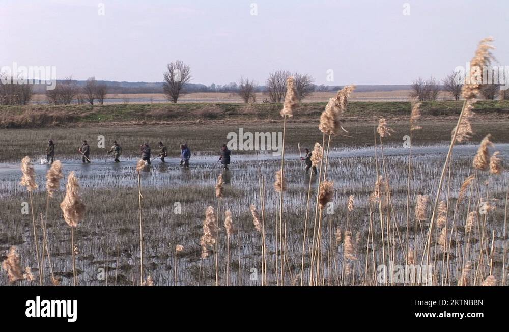 Force fish Stock Videos & Footage - HD and 4K Video Clips - Alamy