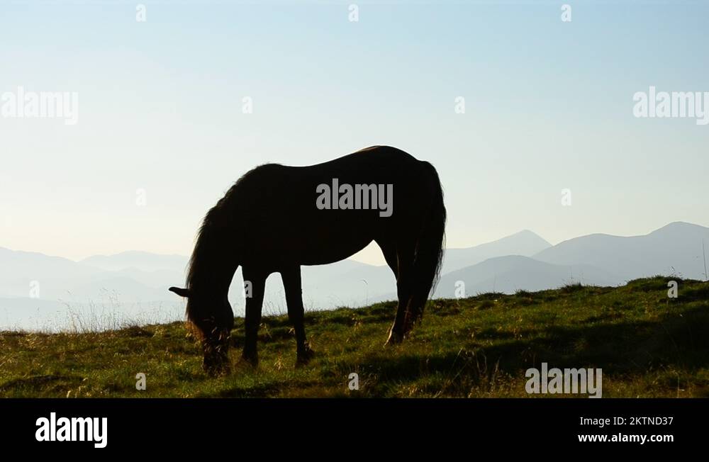 Majestic dawn horse Stock Videos & Footage - HD and 4K Video Clips - Alamy