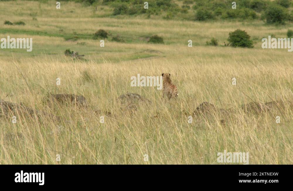 Cheetah chasing a gazelle Stock Videos & Footage - HD and 4K Video ...