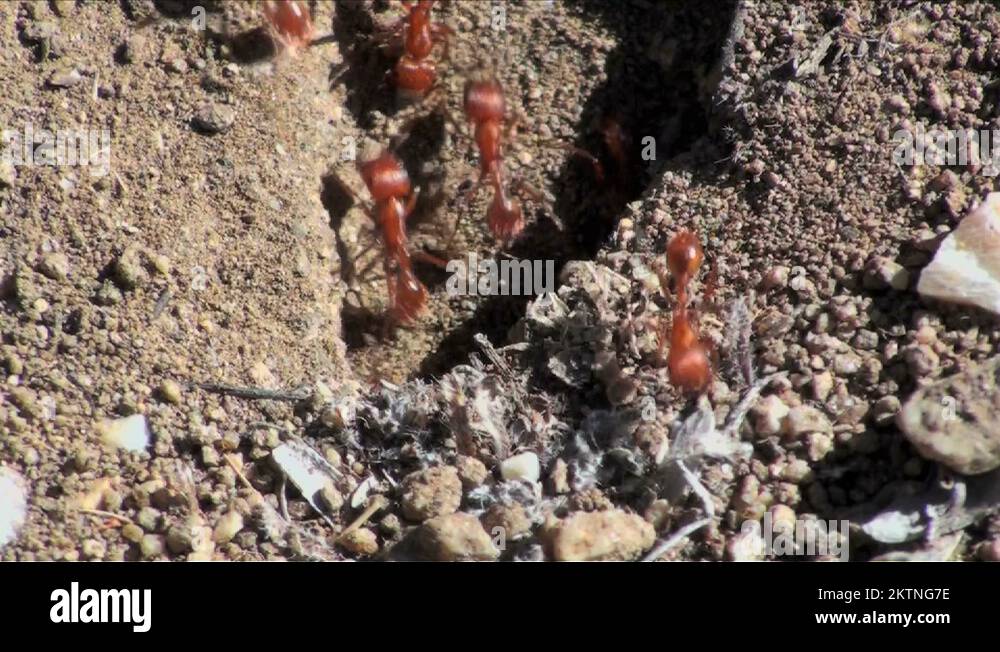Red ants digging Stock Videos & Footage - HD and 4K Video Clips - Alamy