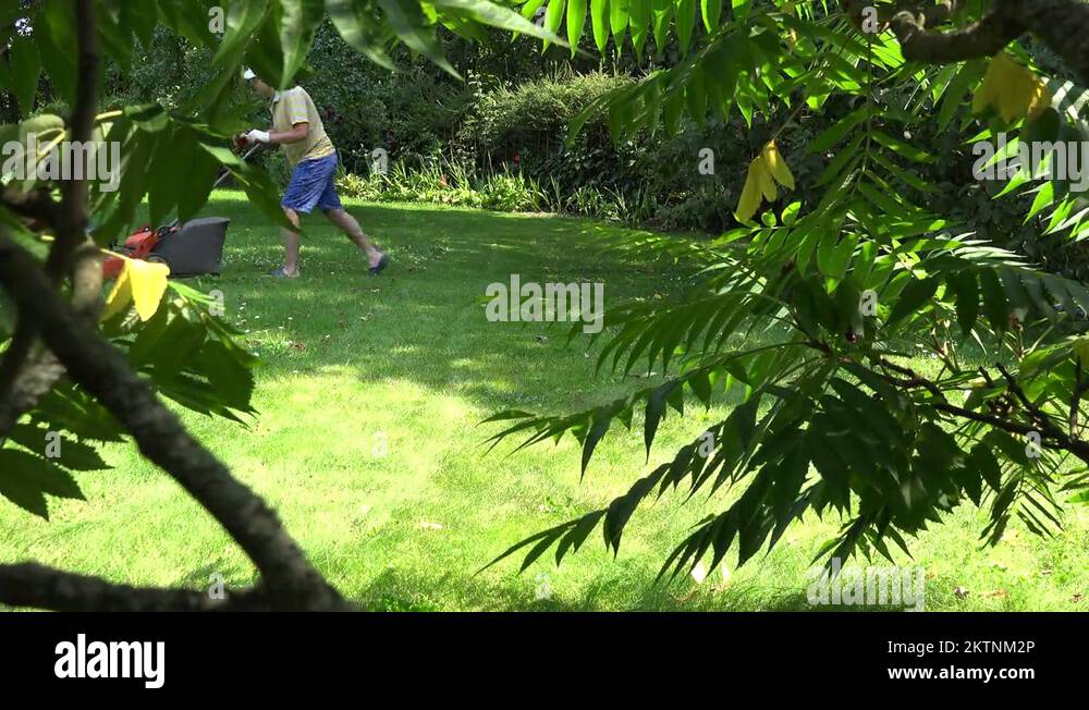 Flip flop tree Stock Videos & Footage - HD and 4K Video Clips - Alamy