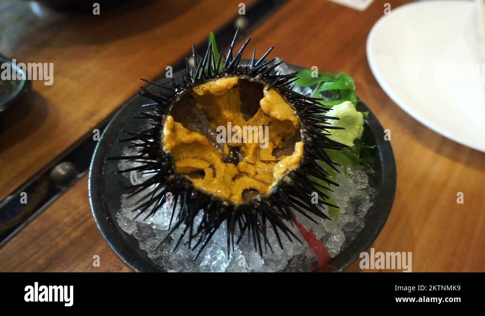 Uni fresh sea urchin fish Stock Videos & Footage - HD and 4K Video ...