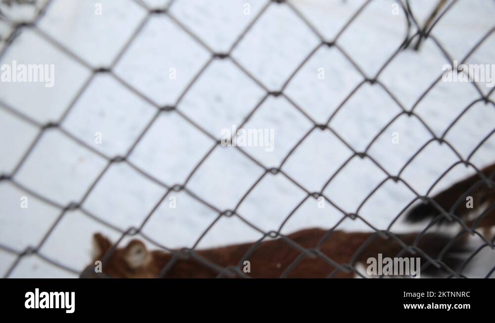 Ice wolf Stock Videos & Footage - HD and 4K Video Clips - Alamy
