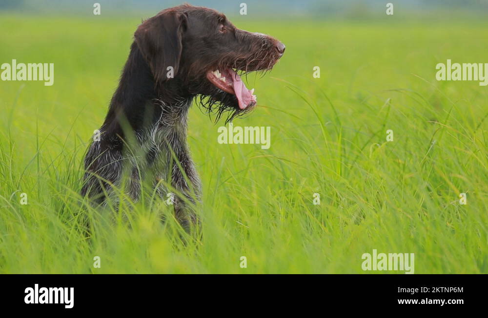Quail hunting dog Stock Videos & Footage - HD and 4K Video Clips - Alamy