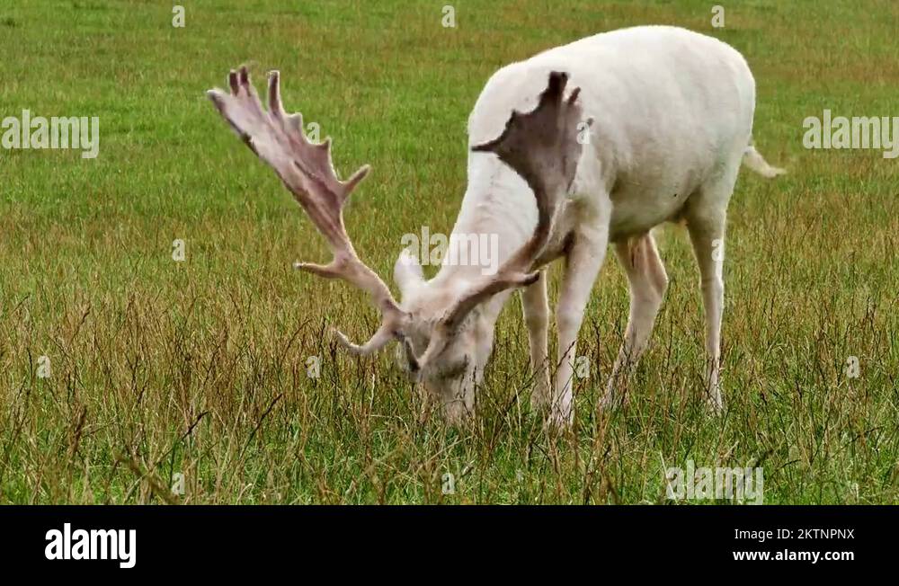White stag Stock Videos & Footage - HD and 4K Video Clips - Alamy