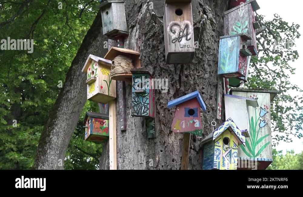 Decorative bird boxes Stock Videos & Footage - HD and 4K Video Clips ...