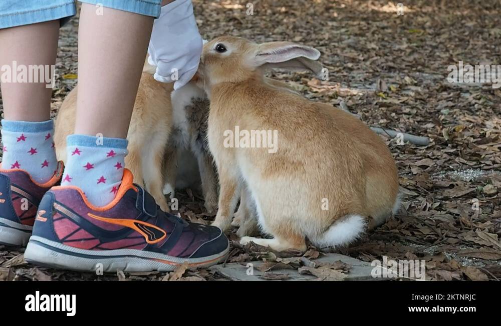 Okunoshima, JAPAN: Rabbits on Okunoshima island (a.k.a. Bunny island ...
