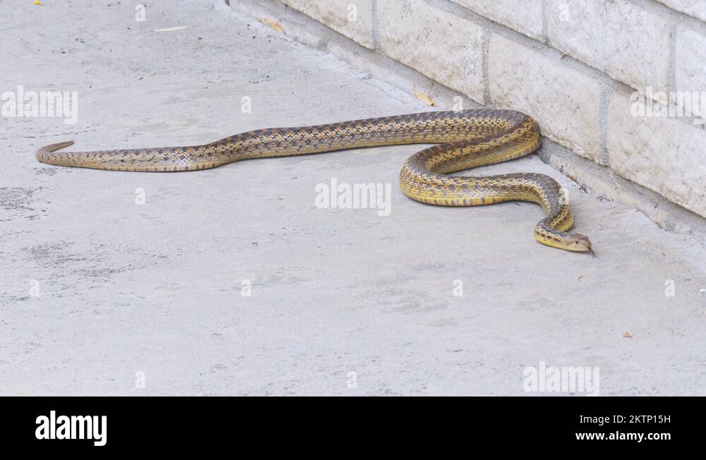 California gopher snake Stock Videos & Footage - HD and 4K Video Clips ...