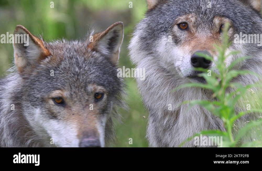 two wolf standing together one sniff in others mouth alpha leader Stock ...