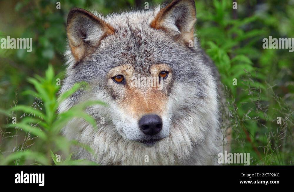 Turning into wolf Stock Videos & Footage - HD and 4K Video Clips - Alamy