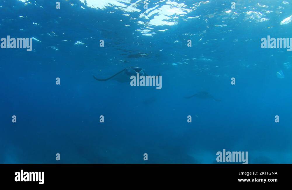 Manta rays Stock Videos & Footage - HD and 4K Video Clips - Alamy