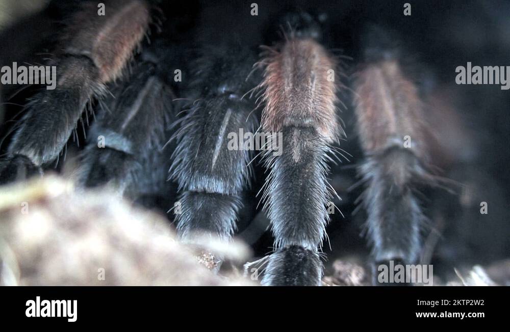 Tarantula leg Stock Videos & Footage - HD and 4K Video Clips - Alamy