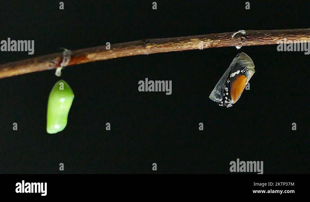 Monarch emerging cocoon Stock Videos & Footage - HD and 4K Video Clips ...