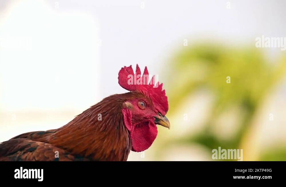 Dark red rooster Stock Videos & Footage - HD and 4K Video Clips - Alamy