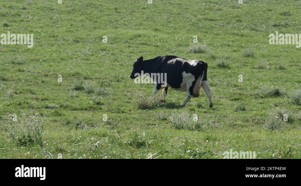 Cow Thats Black and White Walking on Farmers Grass Field, 4K Stock ...