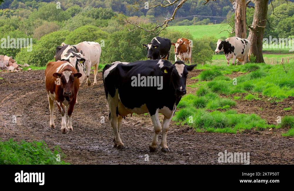 HOLSTEIN FRIESIAN COWS WALKING STAFFORDSHIRE Stock Video Footage - Alamy