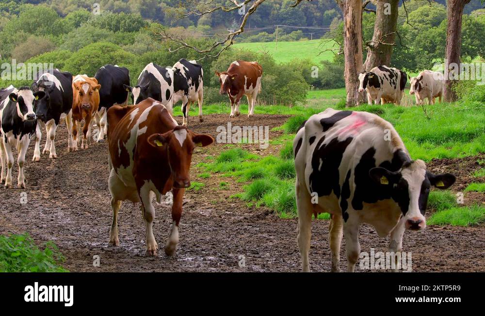 HOLSTEIN FRIESIAN COWS WALKING STAFFORDSHIRE Stock Video Footage - Alamy