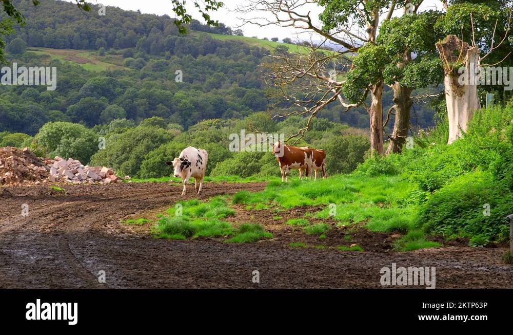 HOLSTEIN FRIESIAN COWS WALKING STAFFORDSHIRE Stock Video Footage - Alamy