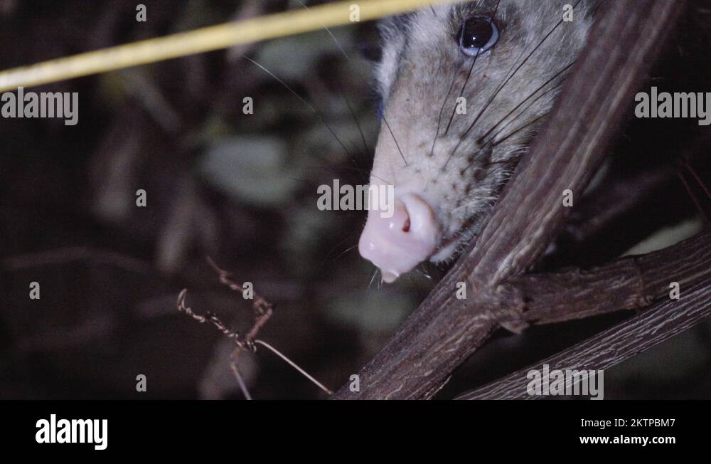 Nightly nocturnal Stock Videos & Footage - HD and 4K Video Clips - Alamy