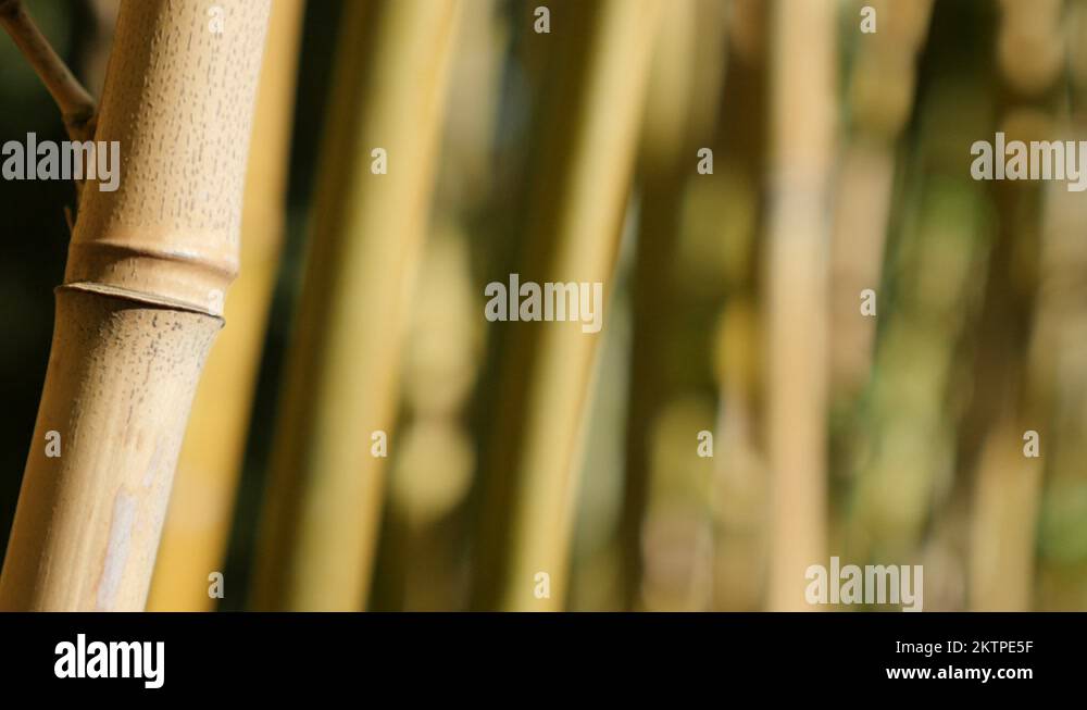 Poaceae family Stock Videos & Footage - HD and 4K Video Clips - Alamy