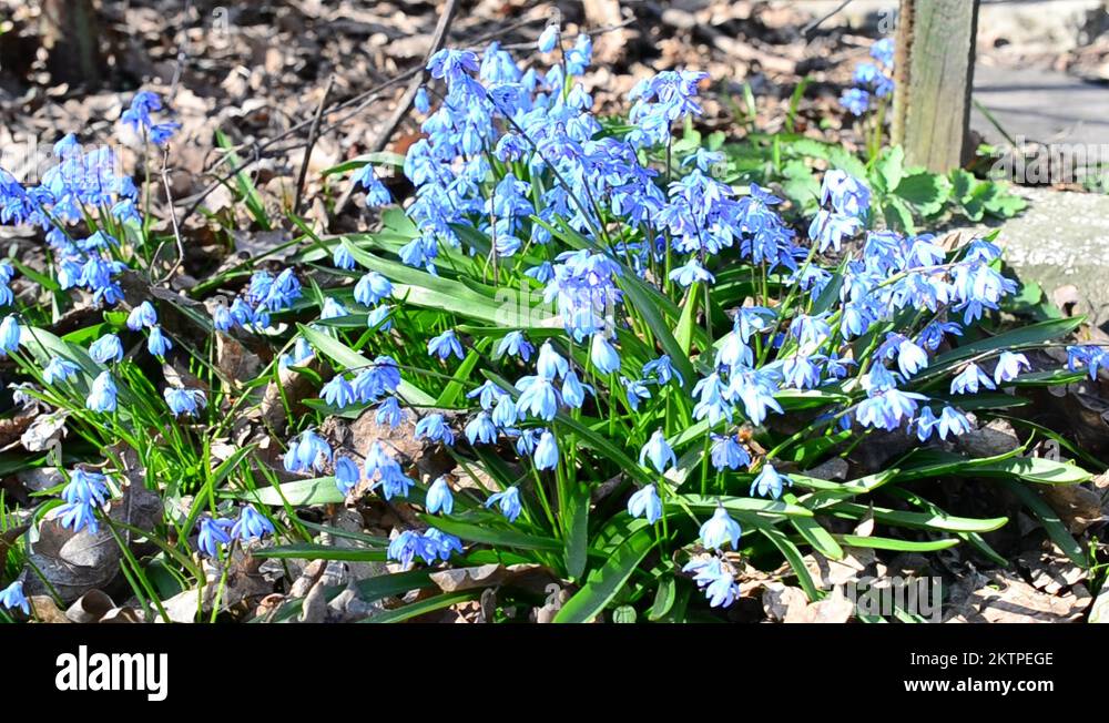 Snowdrop blue Stock Videos & Footage - HD and 4K Video Clips - Alamy