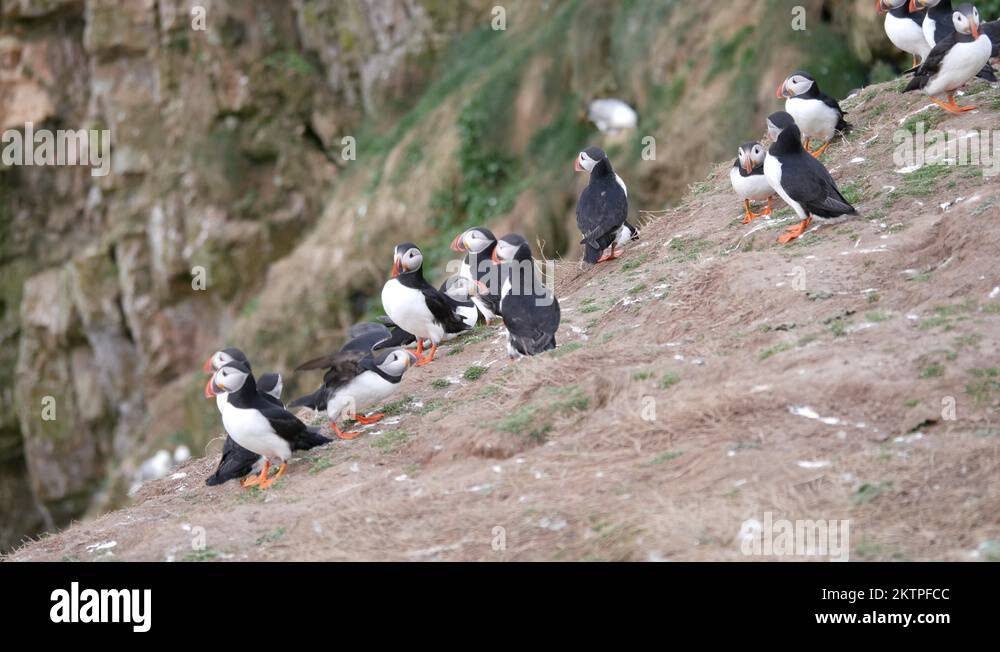 Puffins on Skomer Island, Pembrokeshire, 4K Stock Video Footage - Alamy