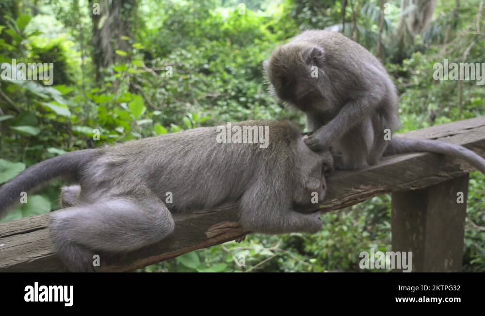 Monkey ears Stock Videos & Footage - HD and 4K Video Clips - Alamy