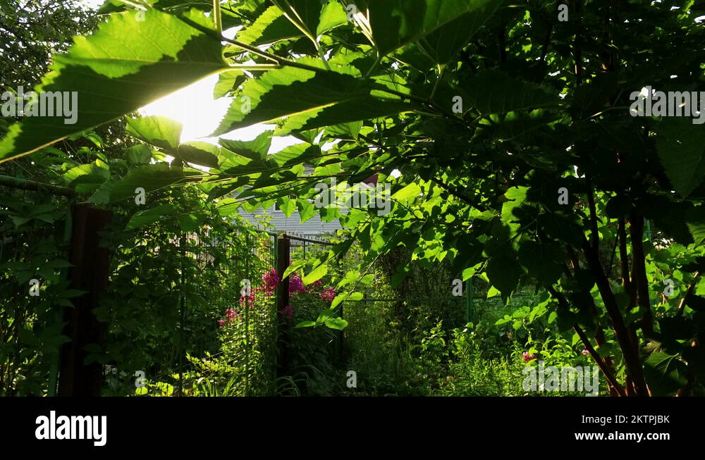 Tree story house Stock Videos & Footage - HD and 4K Video Clips - Alamy