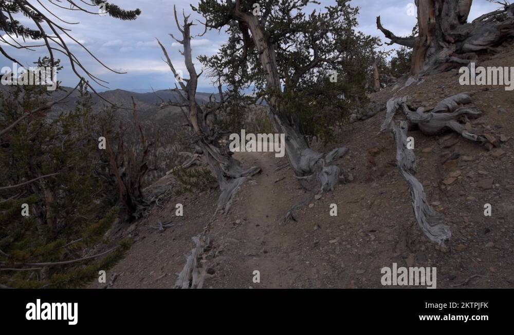Methuselah tree Stock Videos & Footage - HD and 4K Video Clips - Alamy