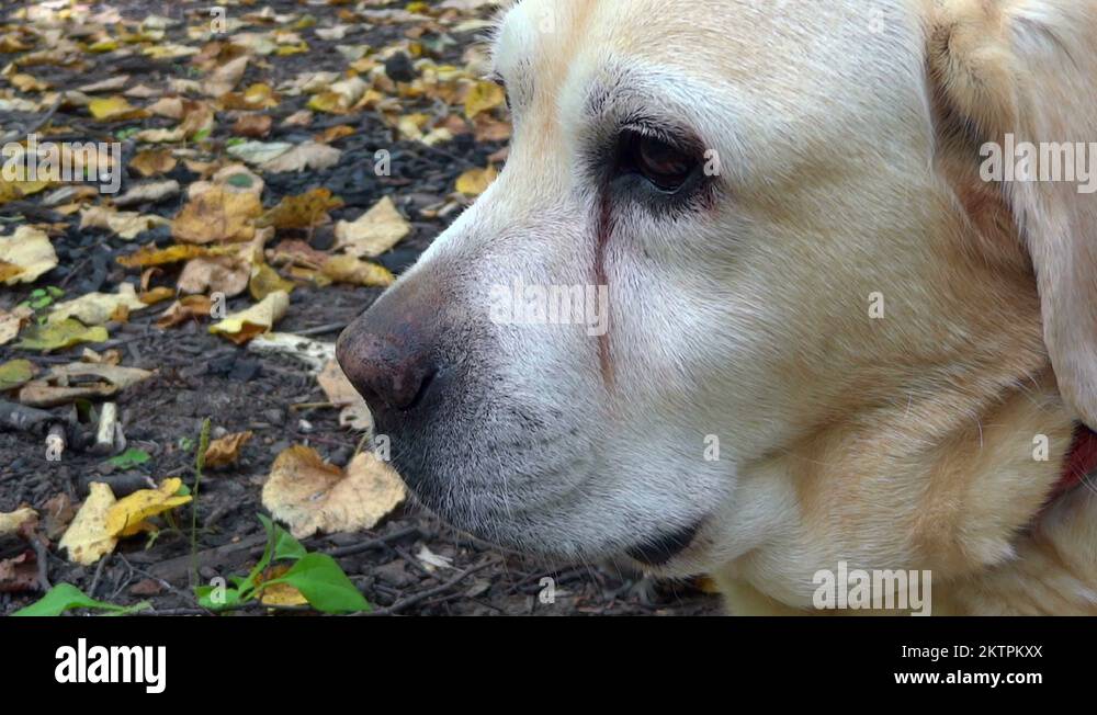 Old labrador dog Stock Videos & Footage - HD and 4K Video Clips - Alamy