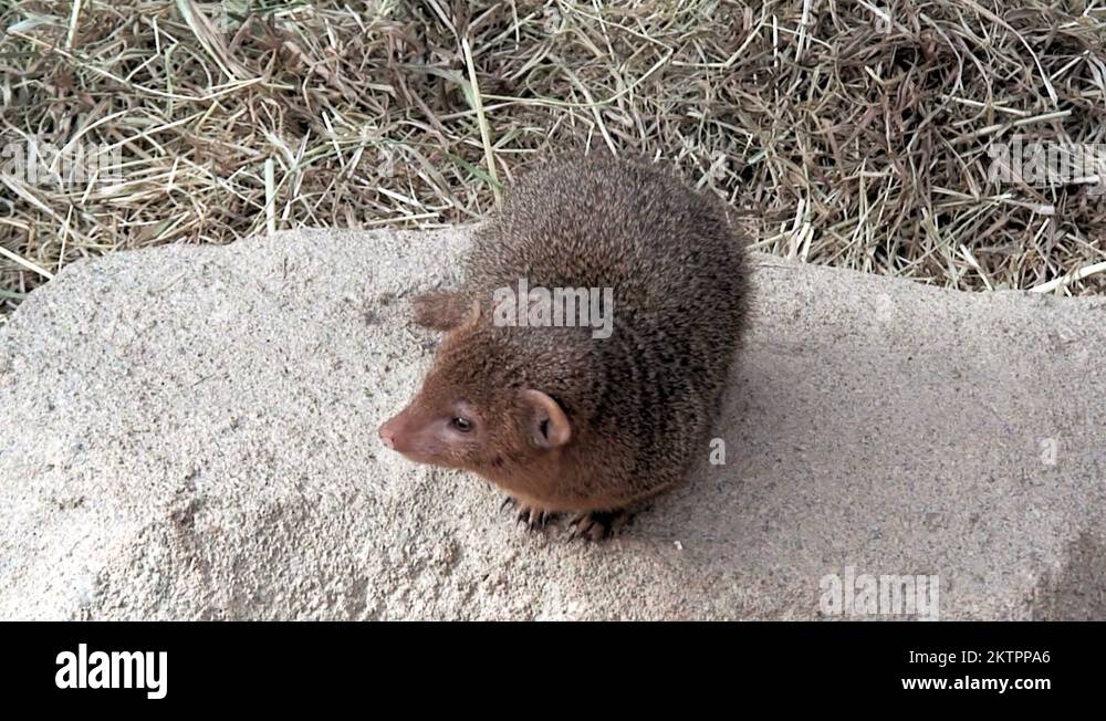 Mongoose eye Stock Videos & Footage - HD and 4K Video Clips - Alamy