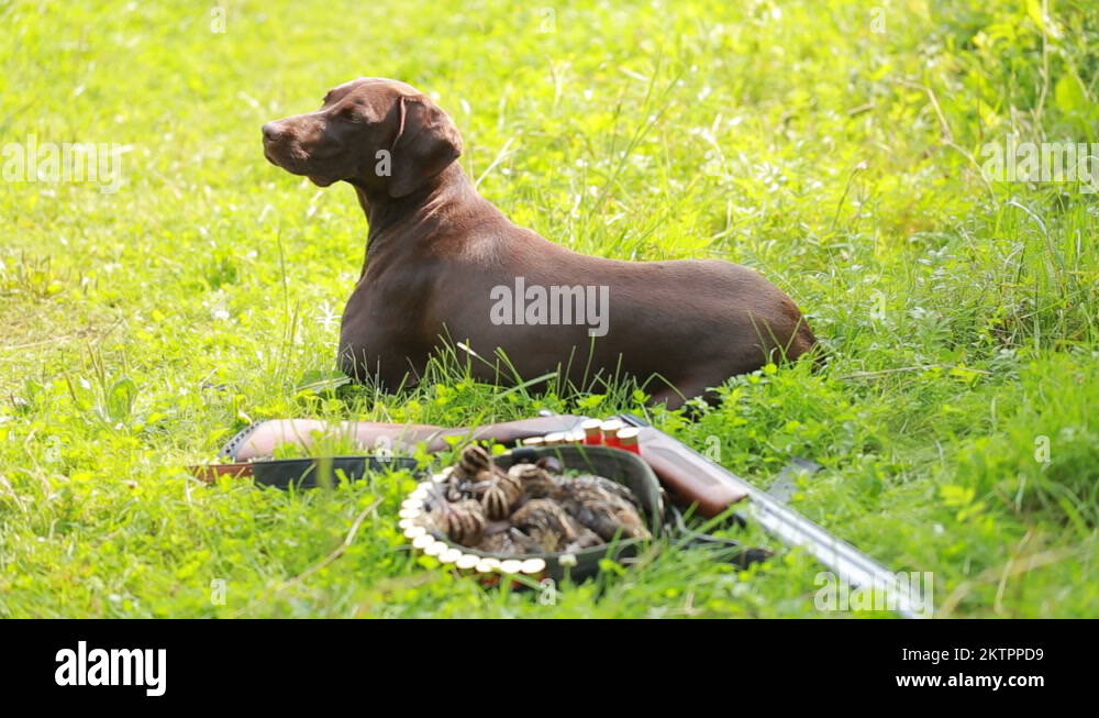 Pointing gun dog Stock Videos & Footage - HD and 4K Video Clips - Alamy