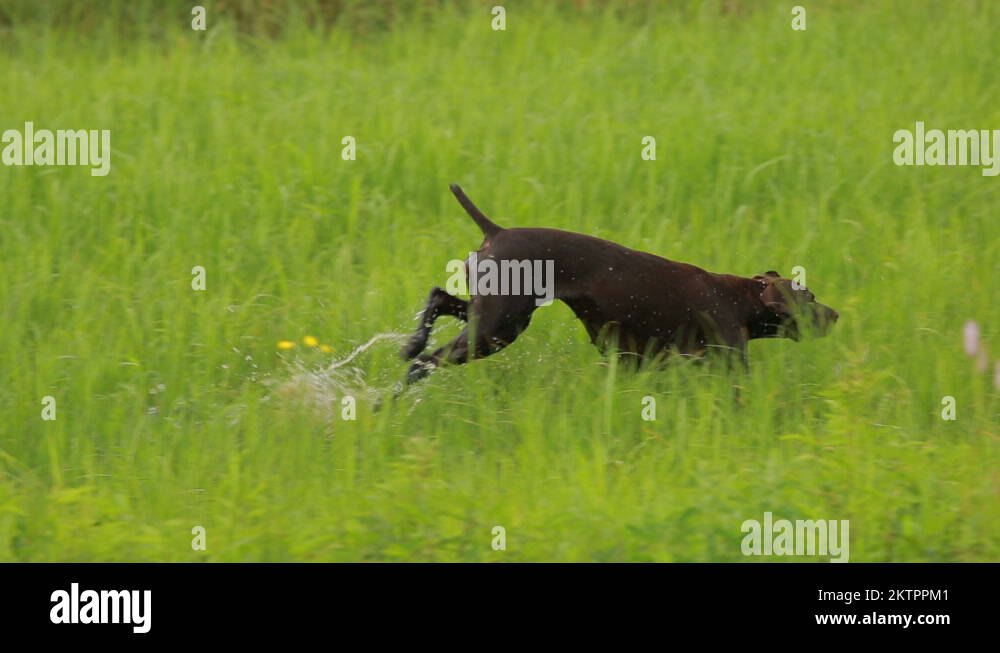 Swamp dog Stock Videos & Footage - HD and 4K Video Clips - Alamy
