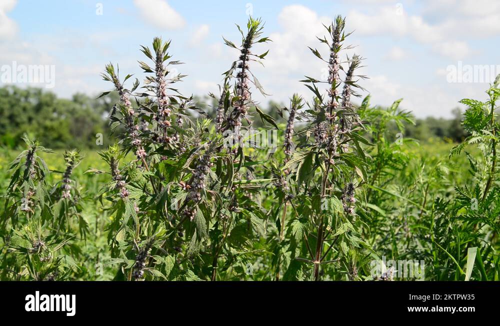 Motherwort flower leonurus cardiaca Stock Videos & Footage - HD and 4K ...