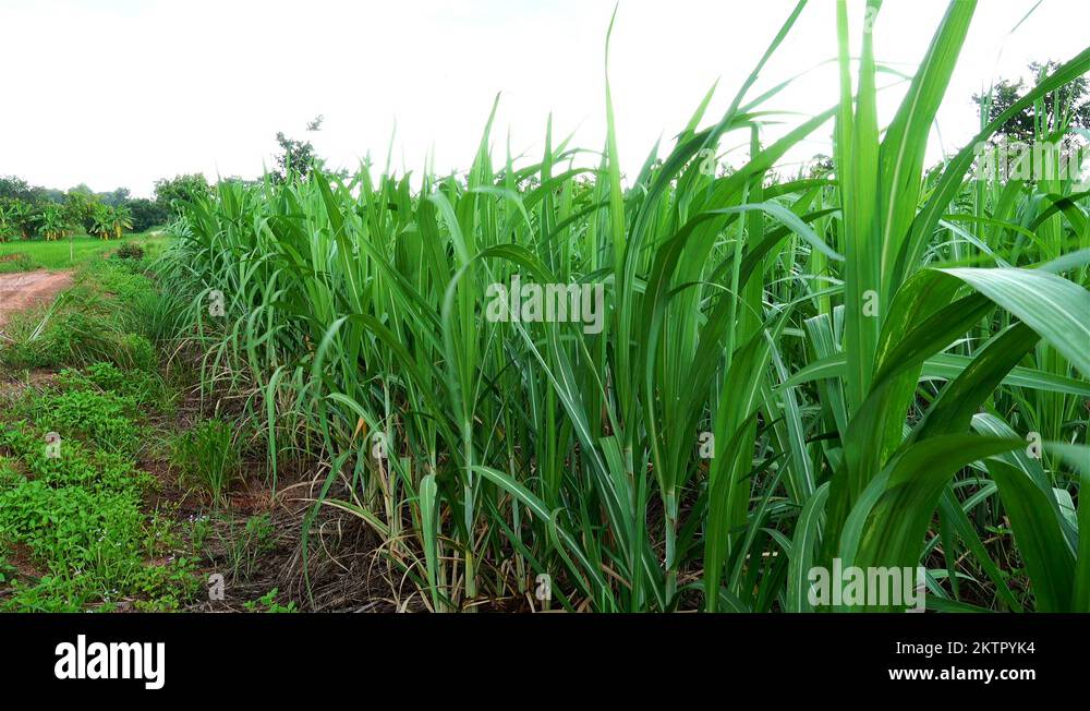 Leaf corn growth plant Stock Videos & Footage - HD and 4K Video Clips ...